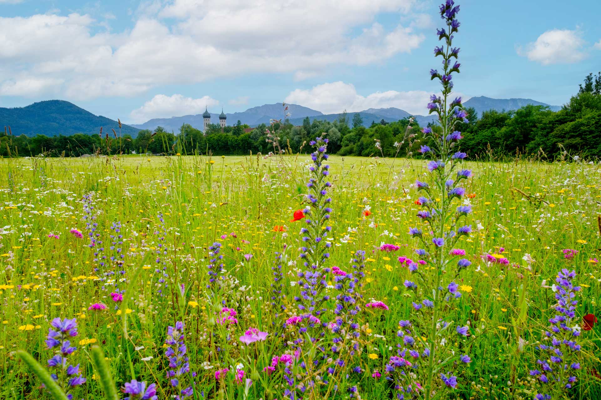 Home | Gehrlicher Pharmazeutische Extrakte